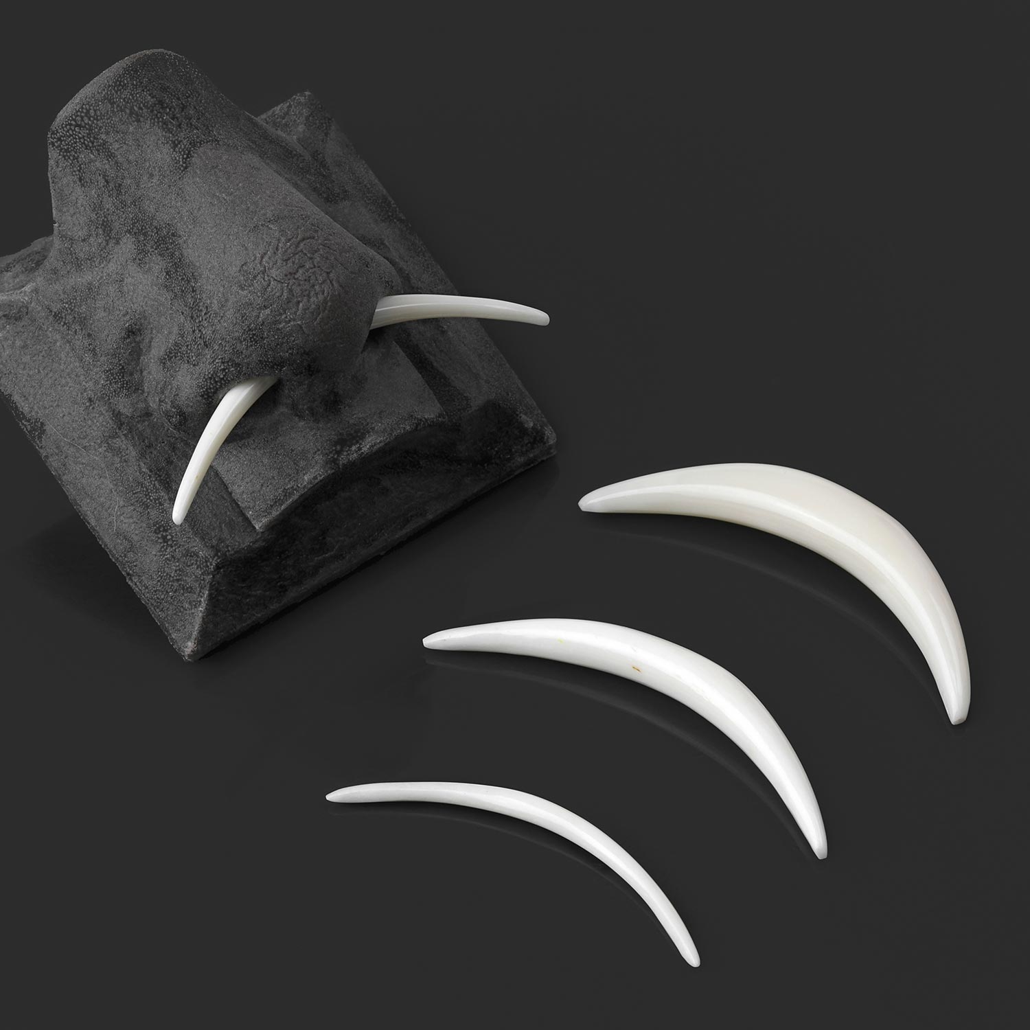 Bone Septum Tusk: Organic Bone Spike Jewelry