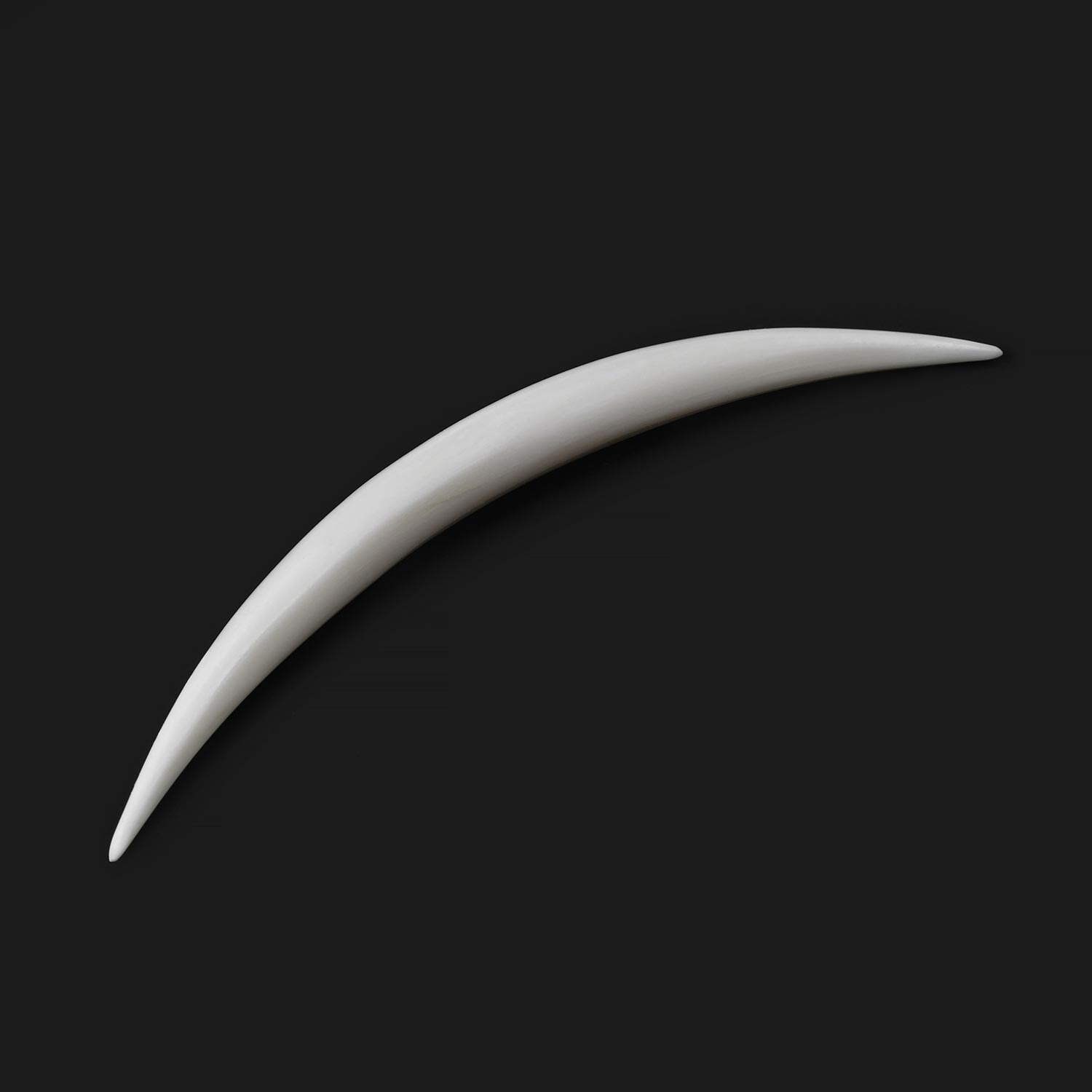 Organic Extra Long Septum Tusk Horn & Bone Septum Spike