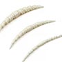 Organic Twisted Bone Septum Tusks - Stylish Septum Spike